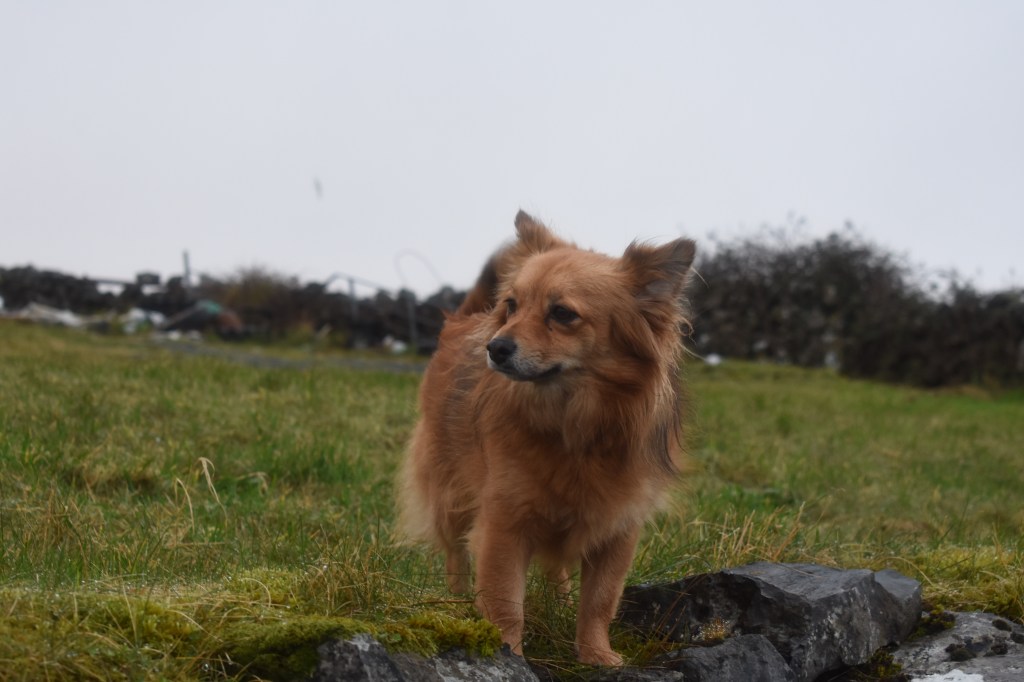 Visiting Inishmore / Inis Mór – Happy Lil’ Traveller